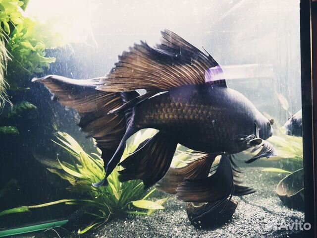 Рыбка Комета чёрная вуалевый