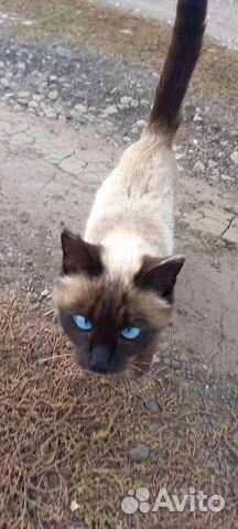 Голубые глазки мечтают о доме