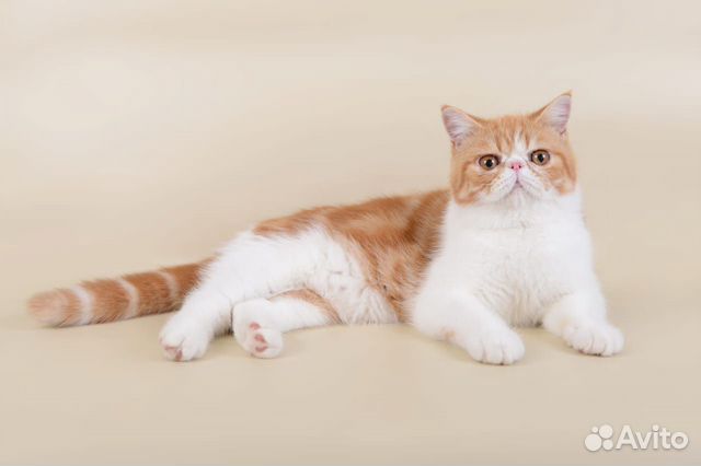 Экзотический короткошёрстный котик
