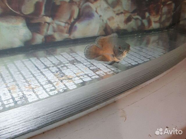 Астронотусы