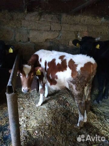 Бычок телочка