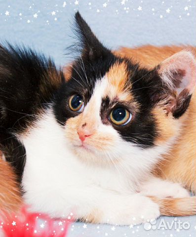 Трёхцветная котёнок девочка