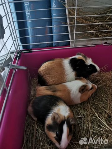 Морская свинка