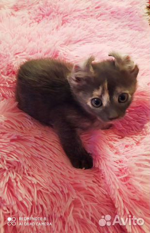 Котенок милая Тучка