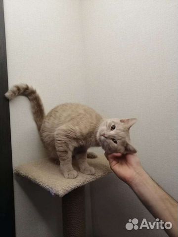Котик молодой кастрированный, привит в добрые руки