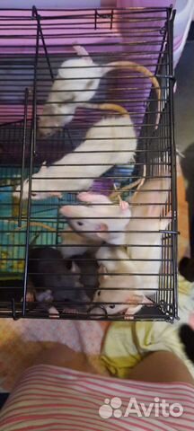 Крыса дамбо бесплатно 2 х,месячные. Очень ласковые