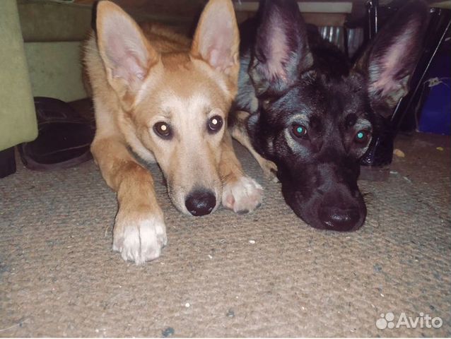 2 преданных хвостика ищут дом