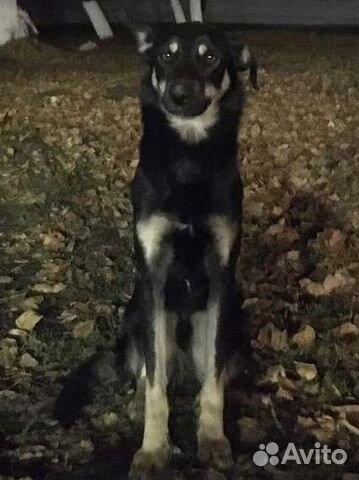 Собака в добрые руки неизвестной породы