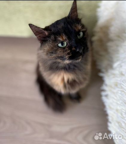 В СНТ всех кошек съела лиса. Алиса ищет дом