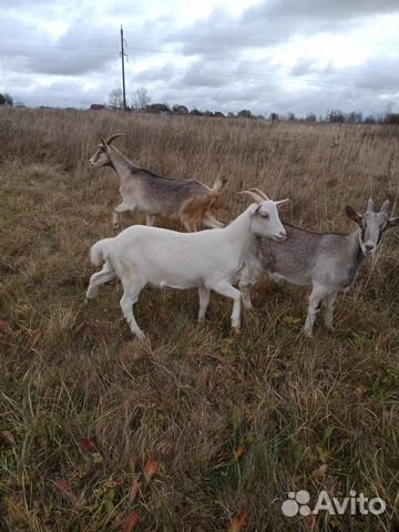 Коза и коза