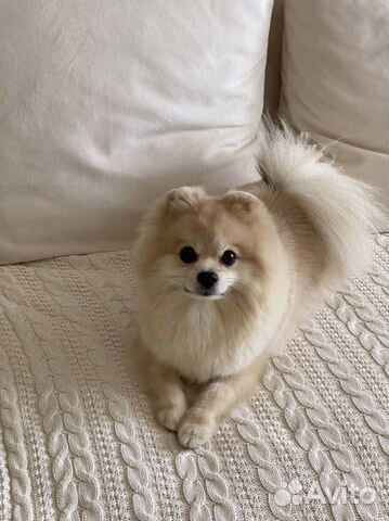 Случка щпиц. Ищет невесту