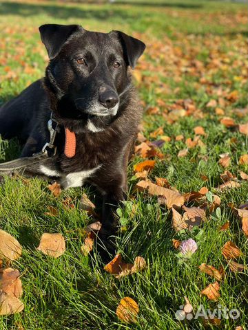 Ищем длом ждя смышленой собаки