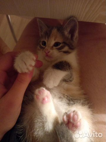 Котята в добрые руки бесплатно