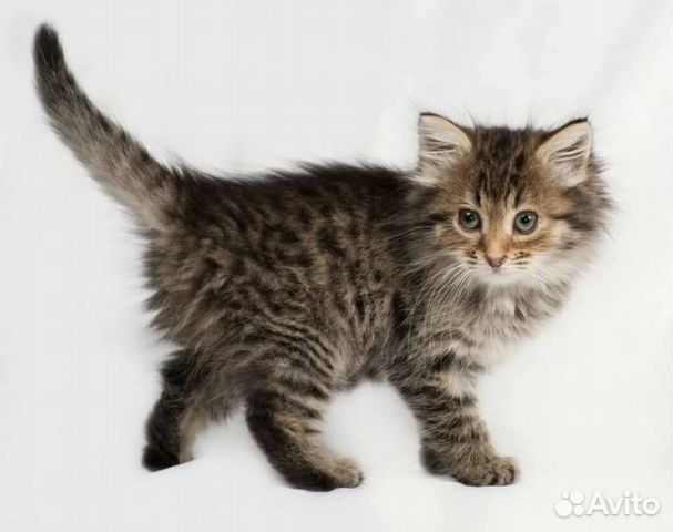 Фаня котенок в дар