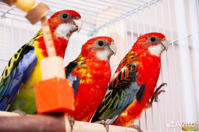 Красные и рубиновые попугаи розеллы
