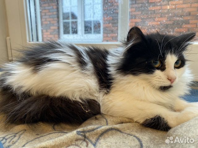 Котенок в дар