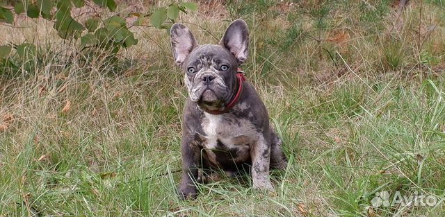 Голубой мерле носитель шоко