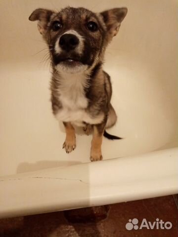 Собачка щенок