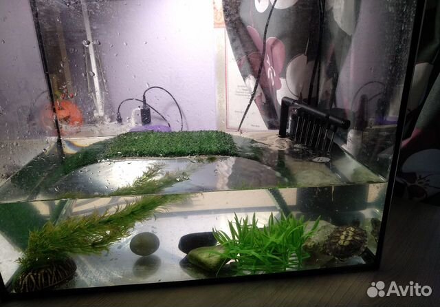 Красноухая черепашка с аквариумом