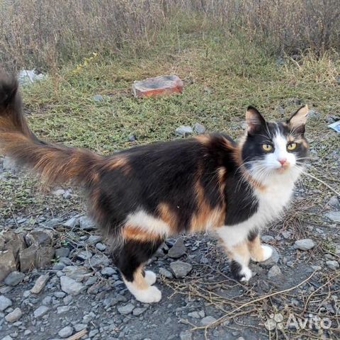 Кошка в дар живёт в поле