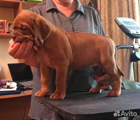 Бордоский дог девочка