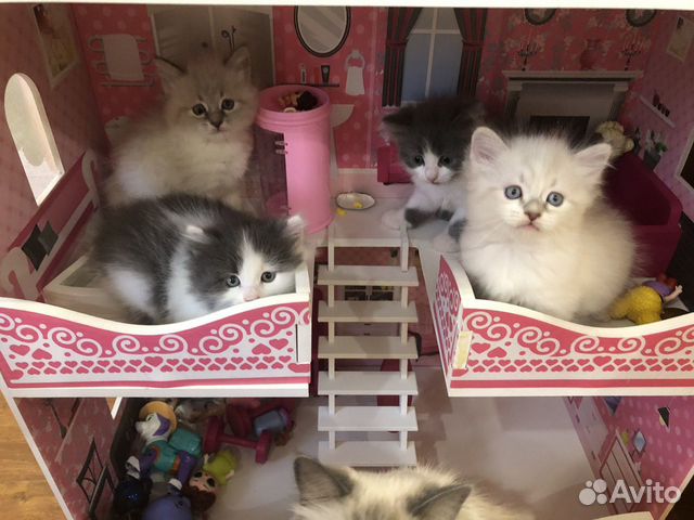 Котята балинез