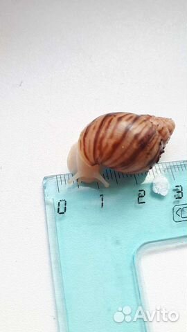 Улитки ахатиныи (улитята)