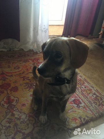 Отдам в добрые руки собаку помесь бигля