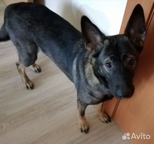 Соня ищет дом