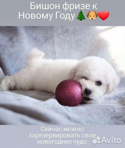 Бишон фризе Новогоднее Чудо