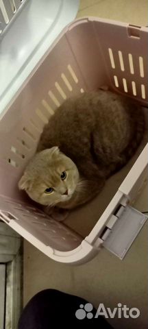 Сегодня вечером нашел мыльную кота, хозяин-отзовис