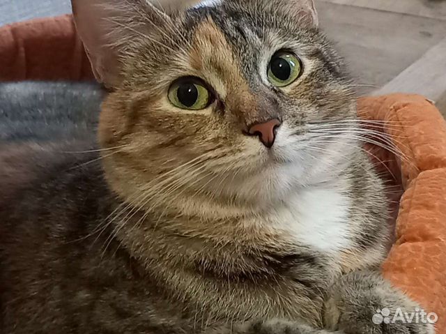 Кошки в добрые руки бесплатно