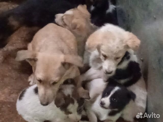 Щенков увезли в приют. Возьмите