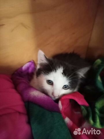 Котенок в добрые руки