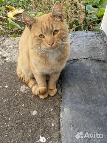 Рыжий ласкучий котик