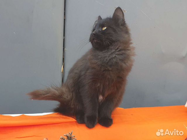 Котенок