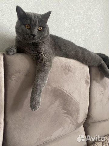 Шотландский кот вязка