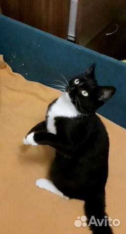 Ласковая и нежная молодая кошечка