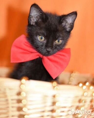 Котенок 2,5 мес