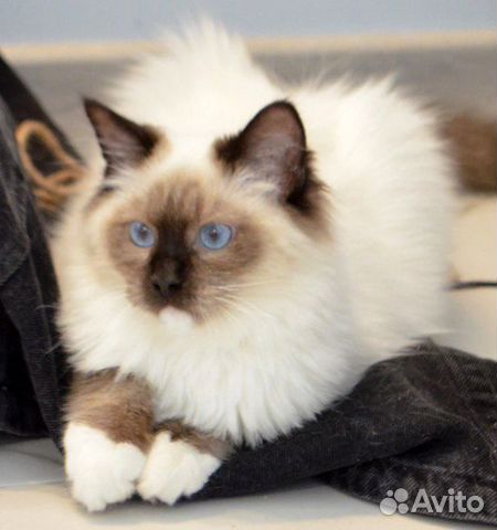 Шикарный ragdoll - котенок Леонардо