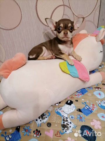 Шоколадная принцесса