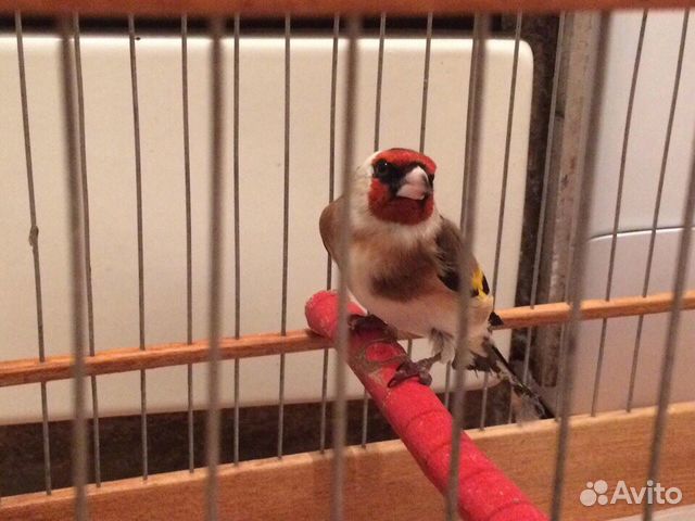 Черноголовый щегол