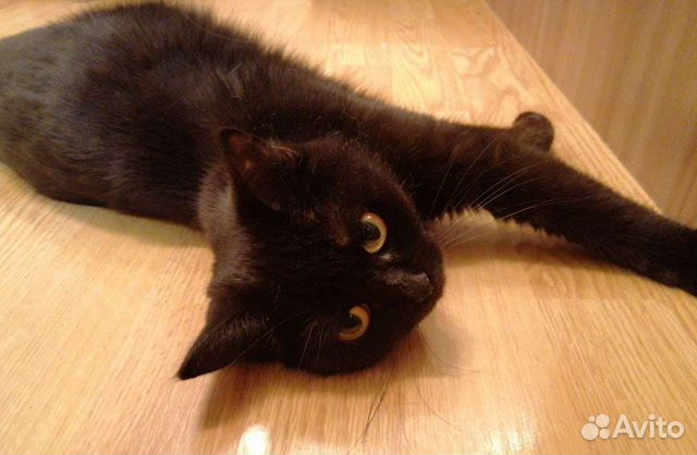 Идеально чёрная кошка