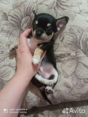 Чихуахуа мальчик 1,5 мес