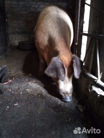 Хряк породы дюрок