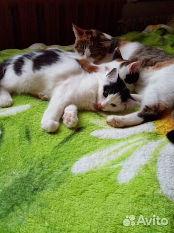 Малышка красавица 2,5 котенок в добрые руки