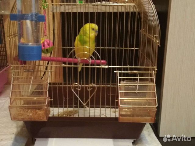 Волнистый попугай