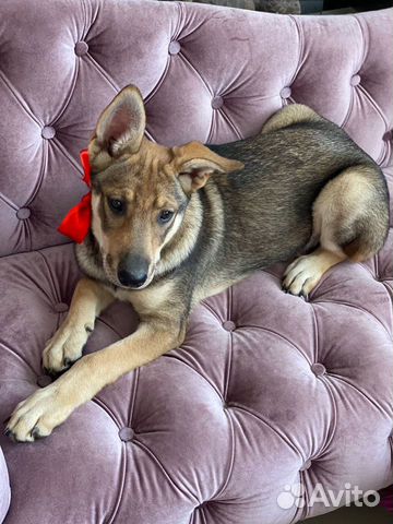 Щеночек Ириска в добрые ручки)