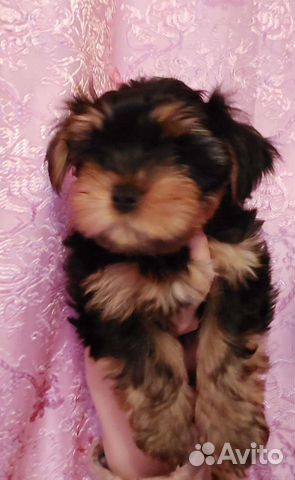 Йорк широкий терьер