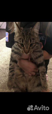 Котик- малыш в дар